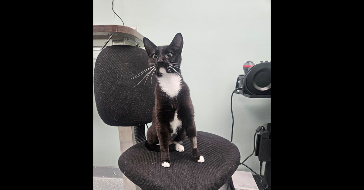 Homeless, Super Friendly Cat Named Lucy - 4 Paws 1 Heart4 Paws 1 Heart