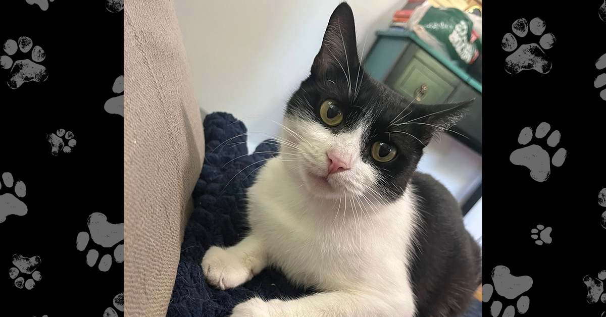 Brenda The Loving Kitty Hoping for a Forever Home - 4 Paws 1 Heart4 ...