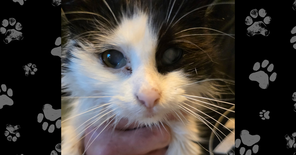 Sam, The Brave Little Fighter on the Road to Healing - 4 Paws 1 Heart4 ...